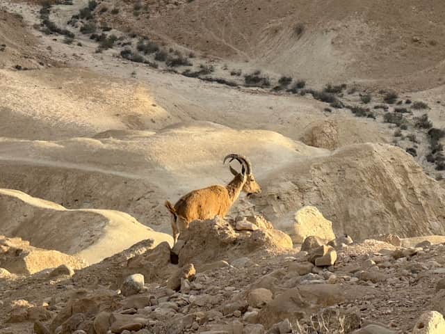 The Deserts of Israel - Negev Desert, Zin,Judean and Arava